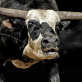 PBR Bull | Rango